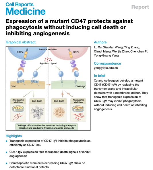 吉大一院杨永广团队在CELL子刊《Cell Reports Medicine》发表研究成果：CD47调节免疫反应新策略_吉林大学白求恩第一医院